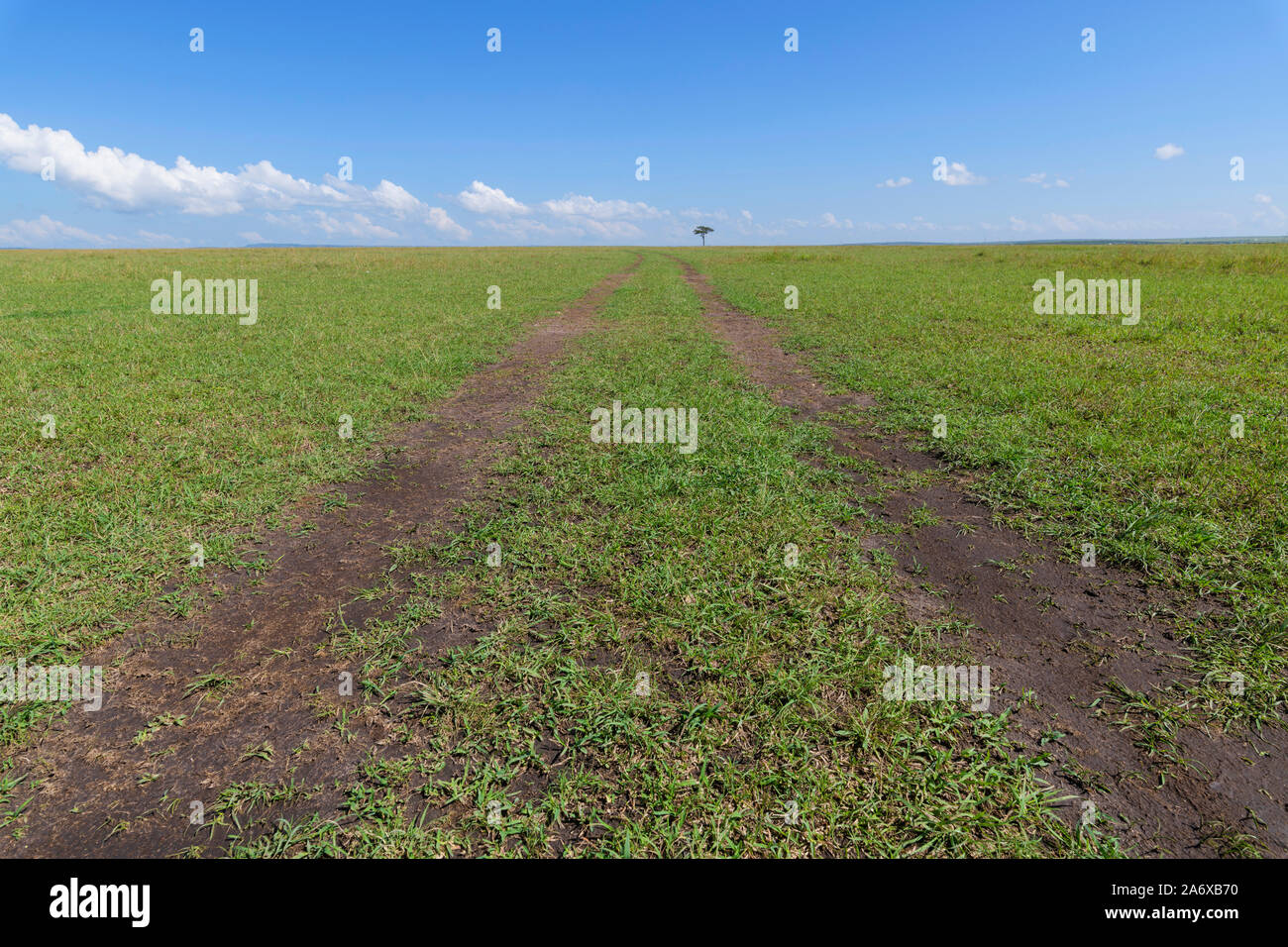 Path in savannah, Masai Mara National Reserve, Kenya, Africa Stock ...