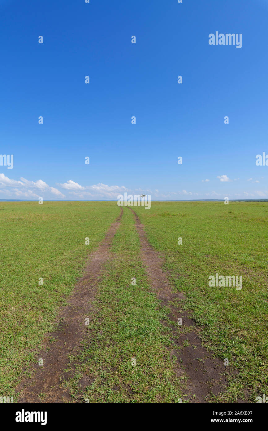Path in savannah, Masai Mara National Reserve, Kenya, Africa Stock ...