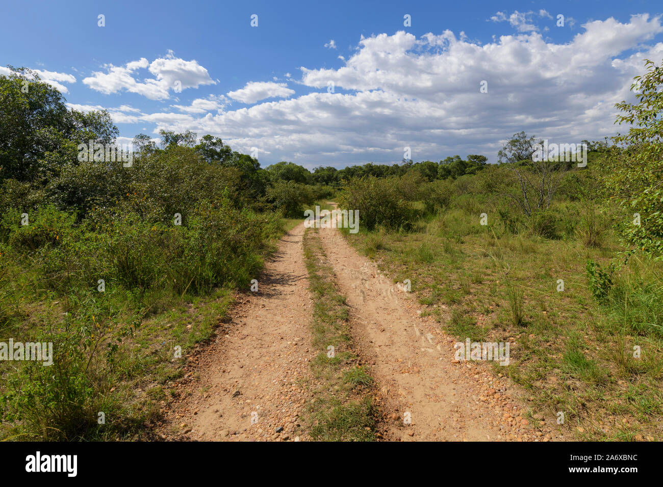 Path in bush of a safari camp, Masai Mara National Reserve, Kenya ...