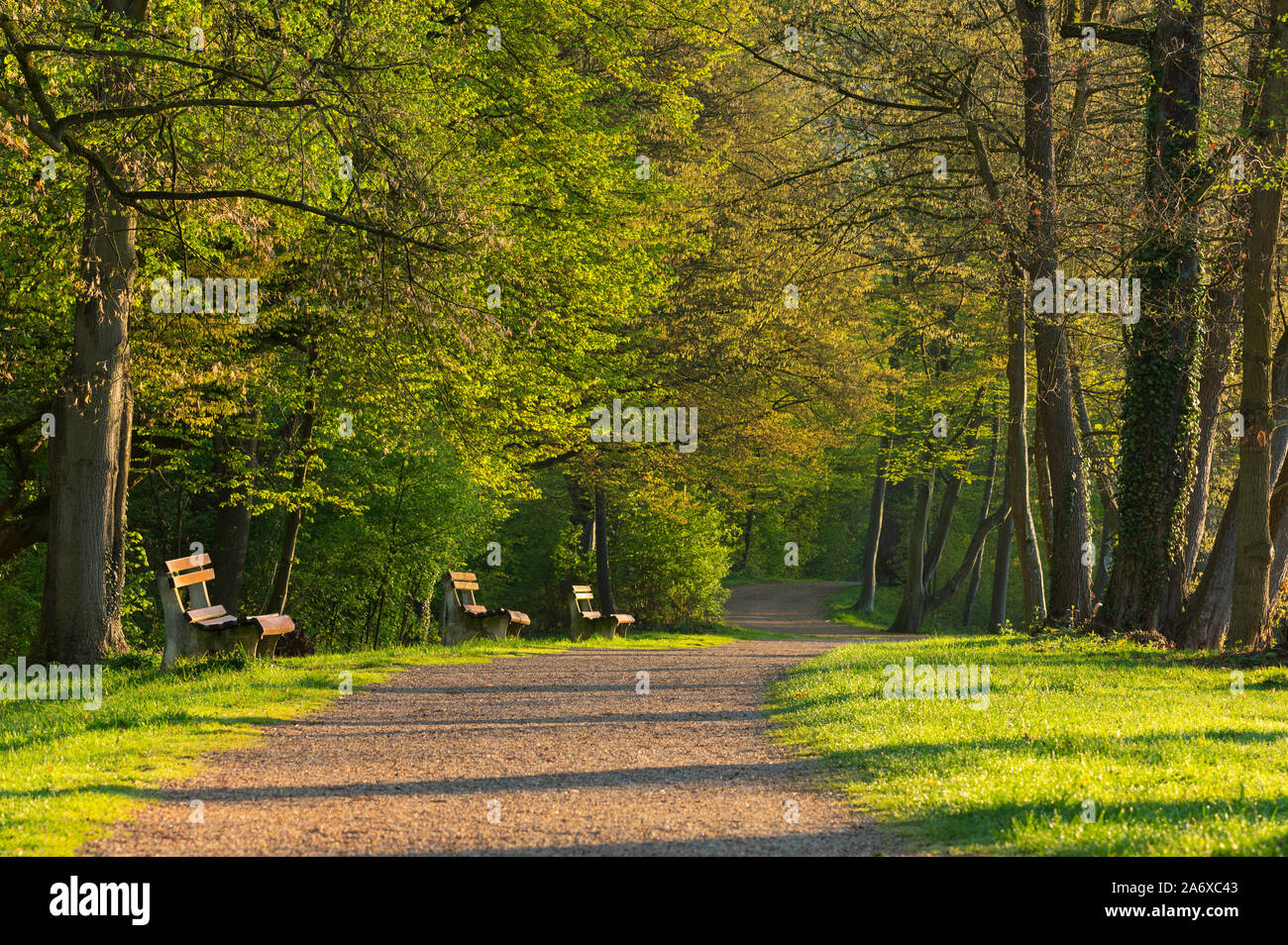 Footpath with benches in spring Stock Photo - Alamy
