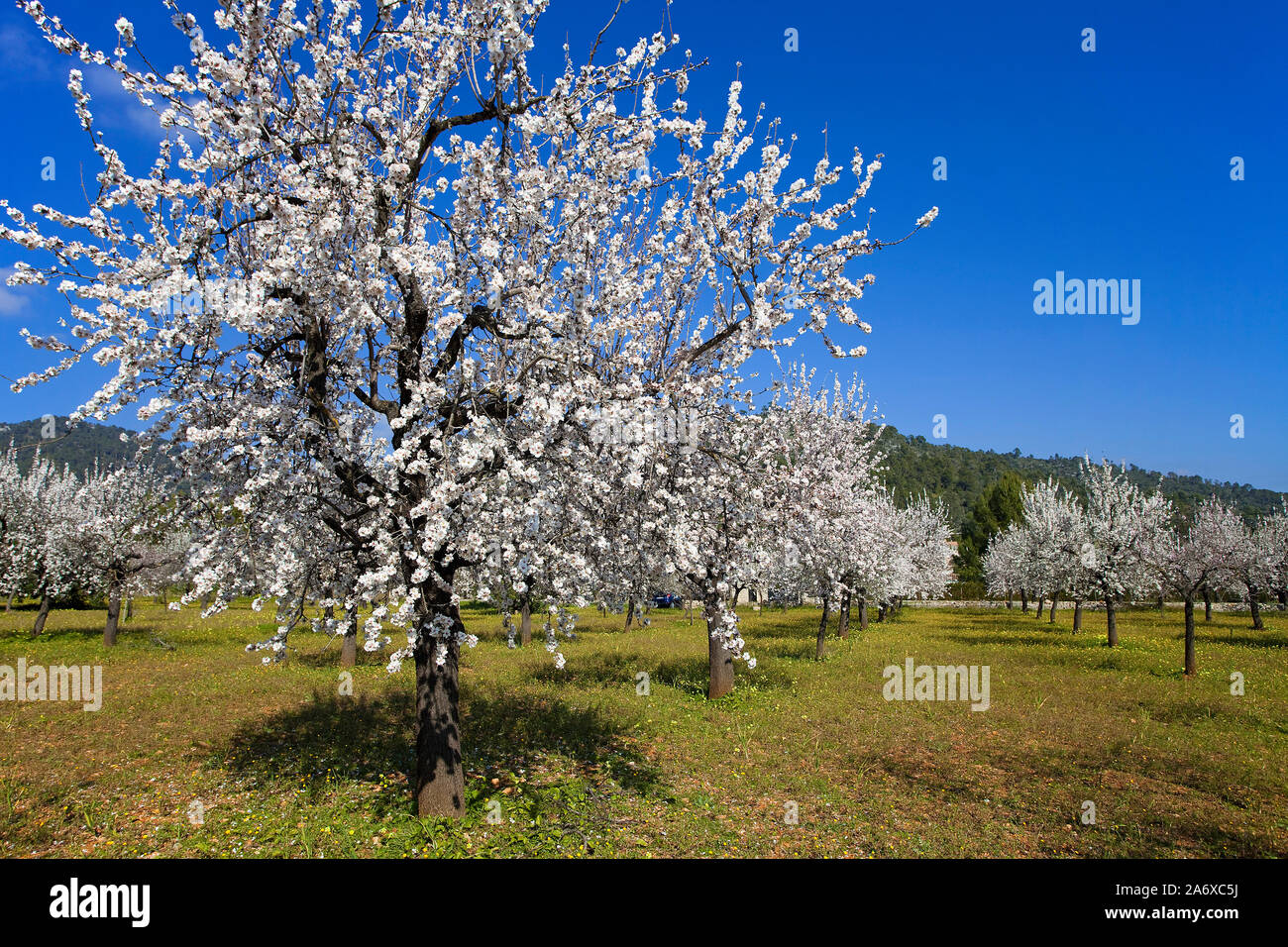Prosperous Almond trees (Prunus dulcis) at Alaro, almond blossom, Serra ...