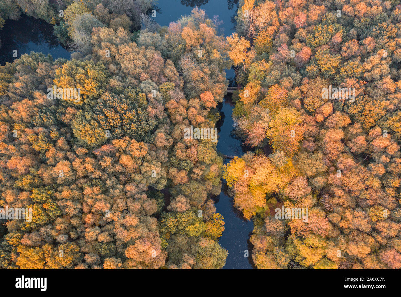 Autumnal tree canopy top down hi-res stock photography and images - Alamy