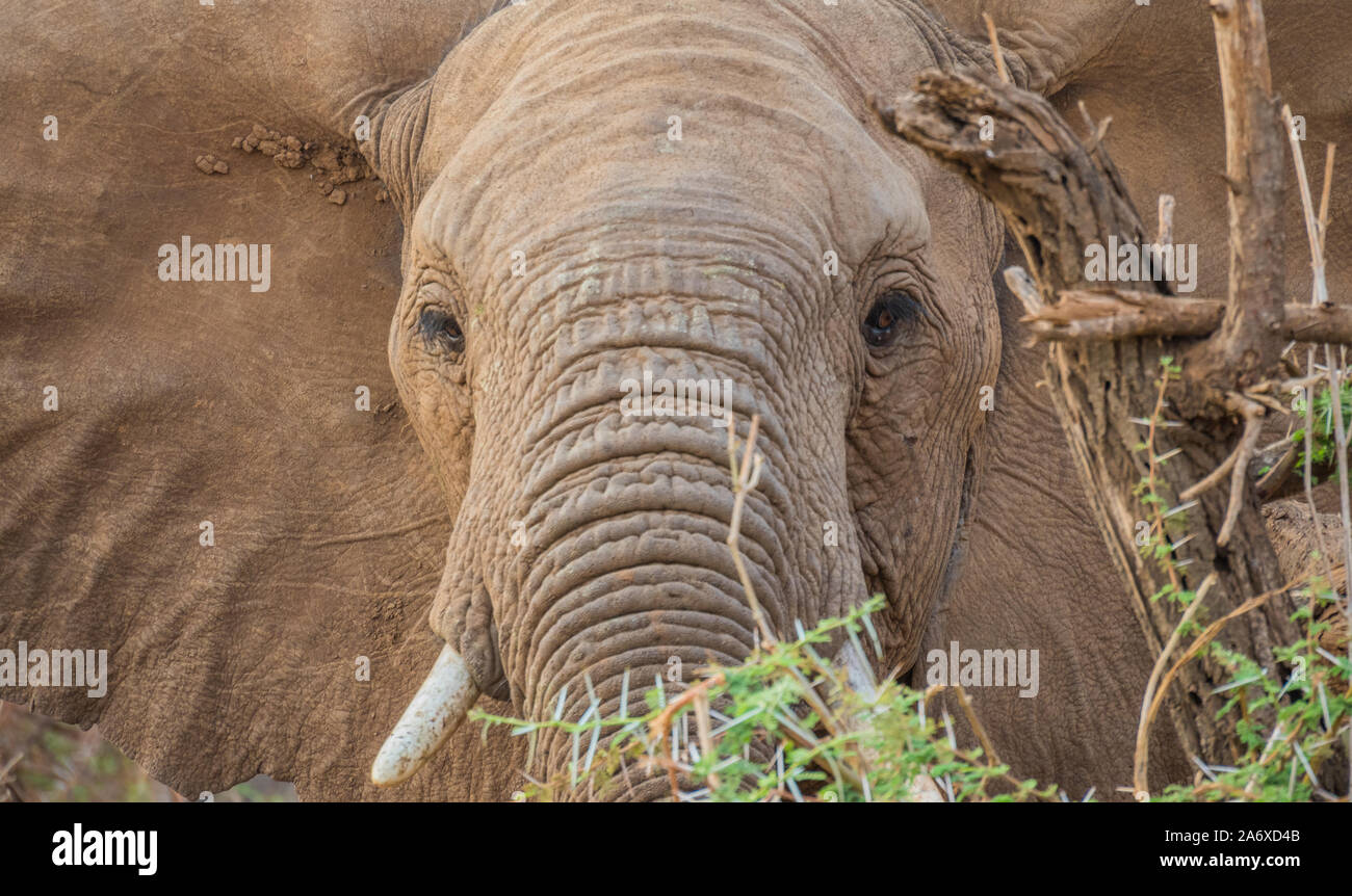 Closeup portrait of an African elephant foraging in the outdoors image ...