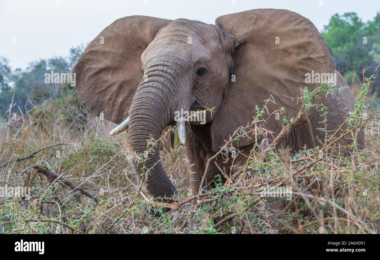 Closeup portrait of an African elephant foraging in the outdoors image ...