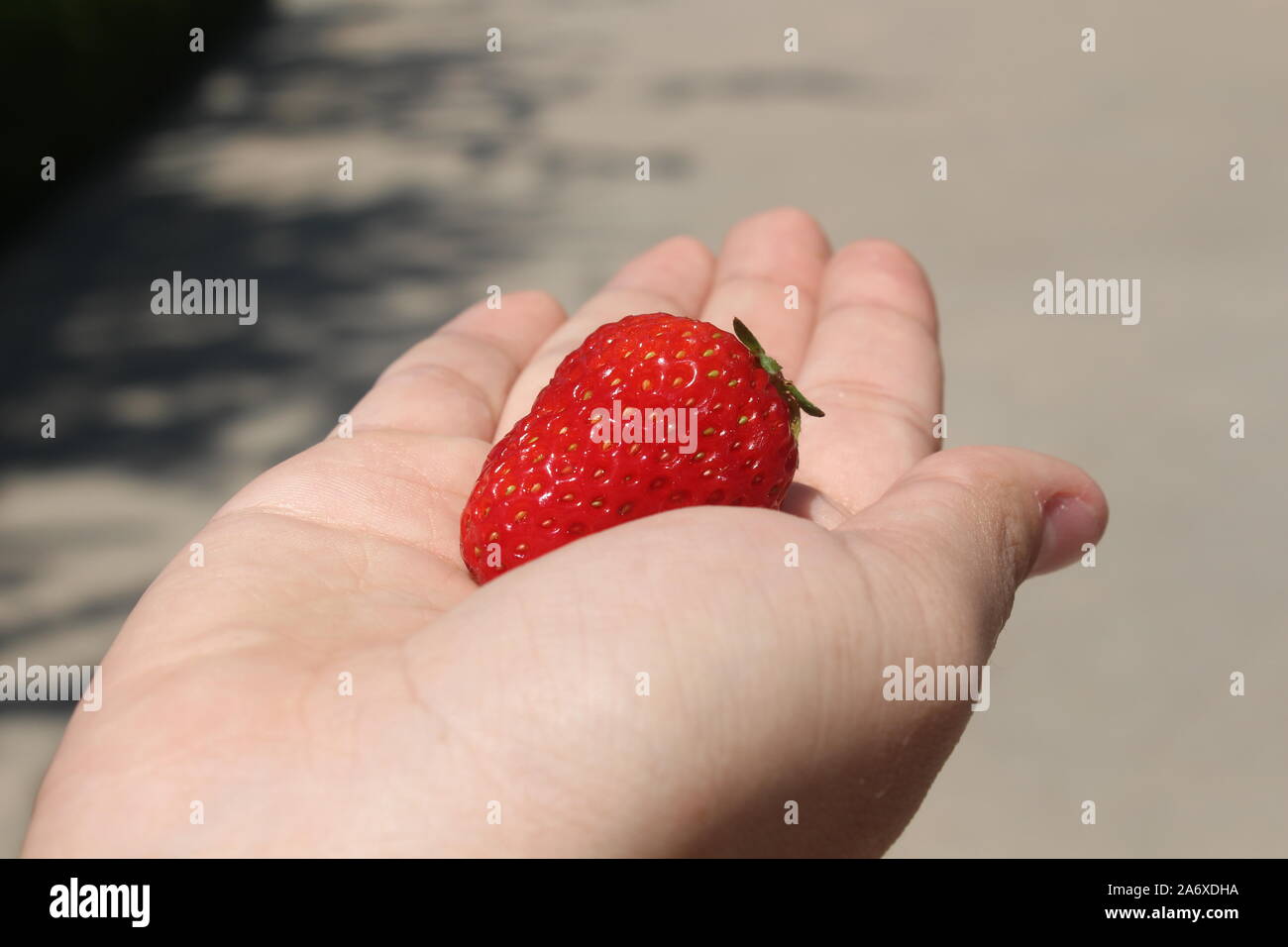 Strawberry on the Hand Stock Photo - Alamy
