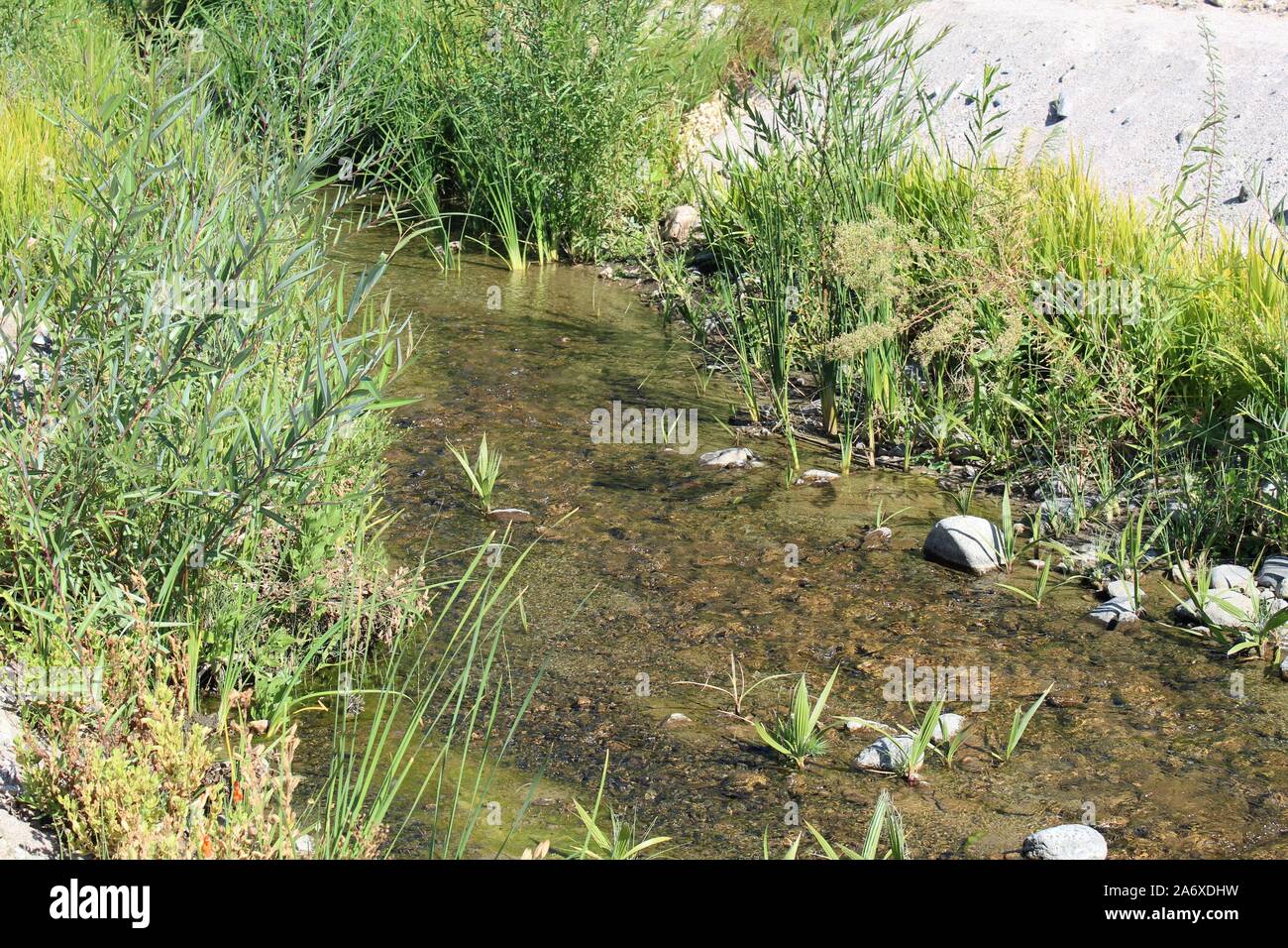 This Riparian habitat in Palm Canyon of the Colorado Desert, provides ...
