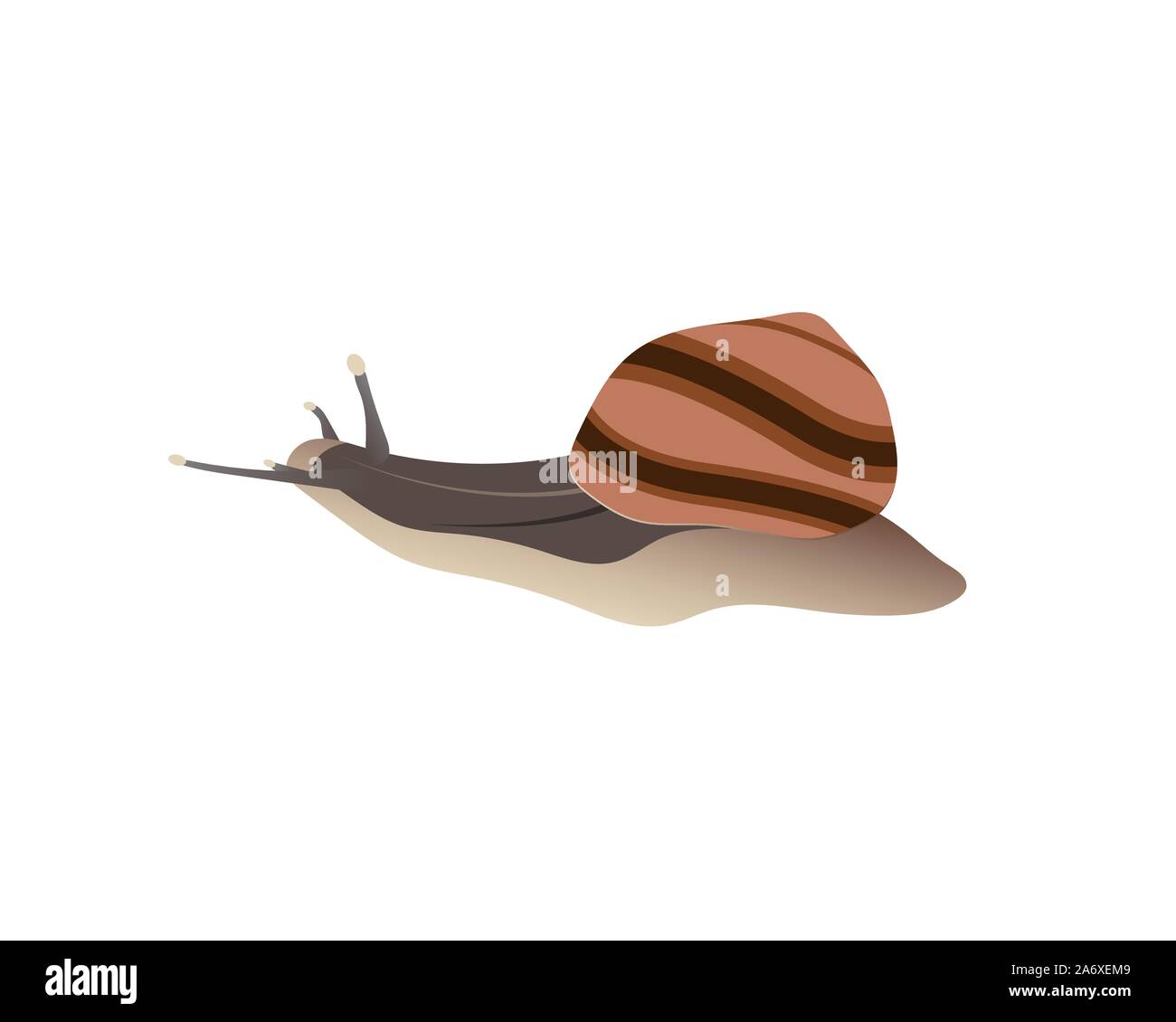 Snail. Side view on a white isolated background. Vector illustration ...