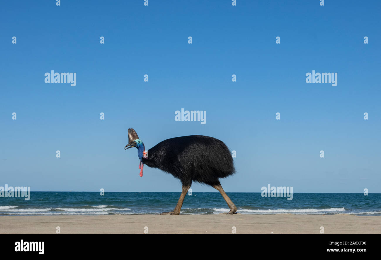 Cassowary feathers hi-res stock photography and images - Alamy