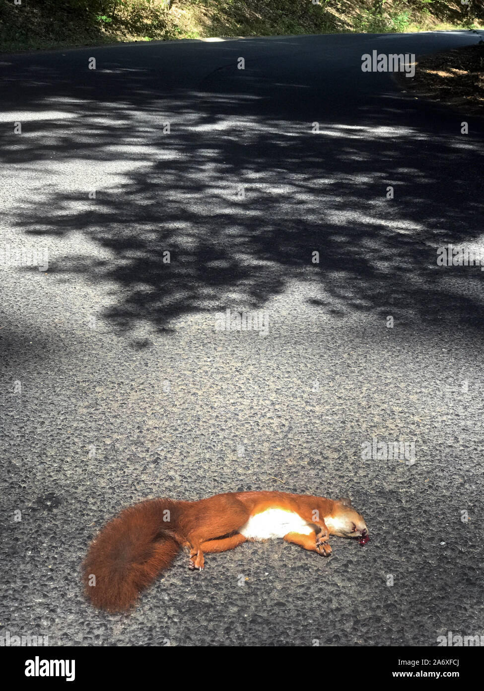 Dead animal squirrel roadkill hi-res stock photography and images - Alamy