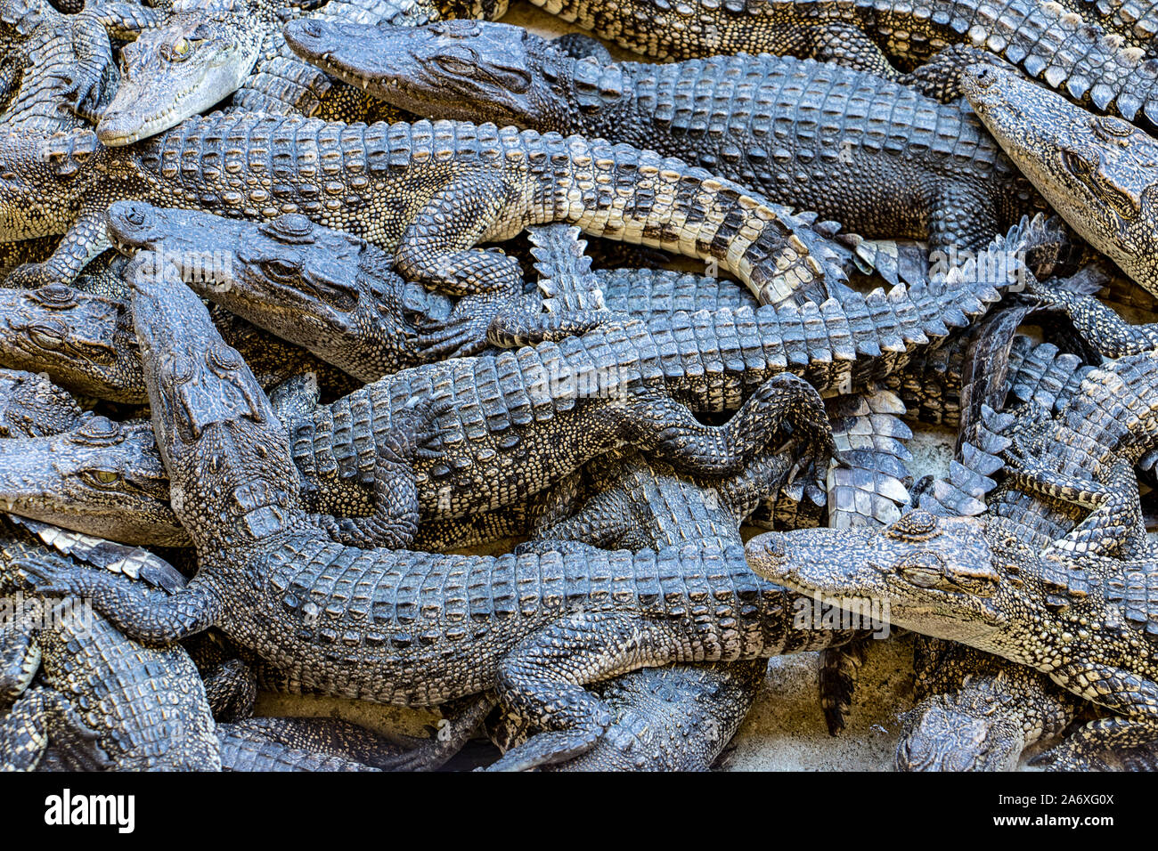 Crocodiles crawling over each other. Many small crocodiles on heap ...