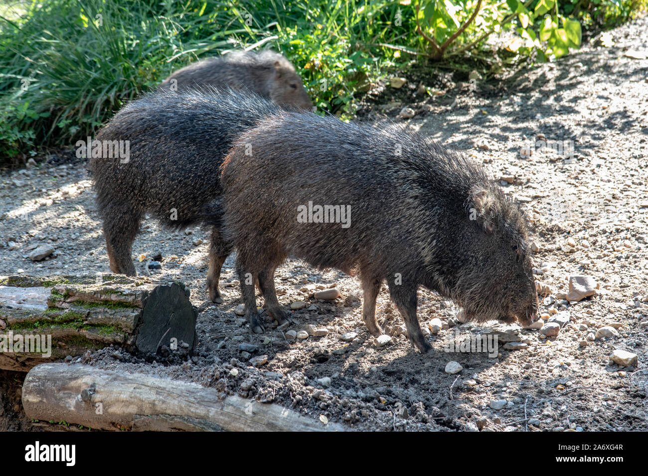 Chacoan life hi-res stock photography and images - Alamy