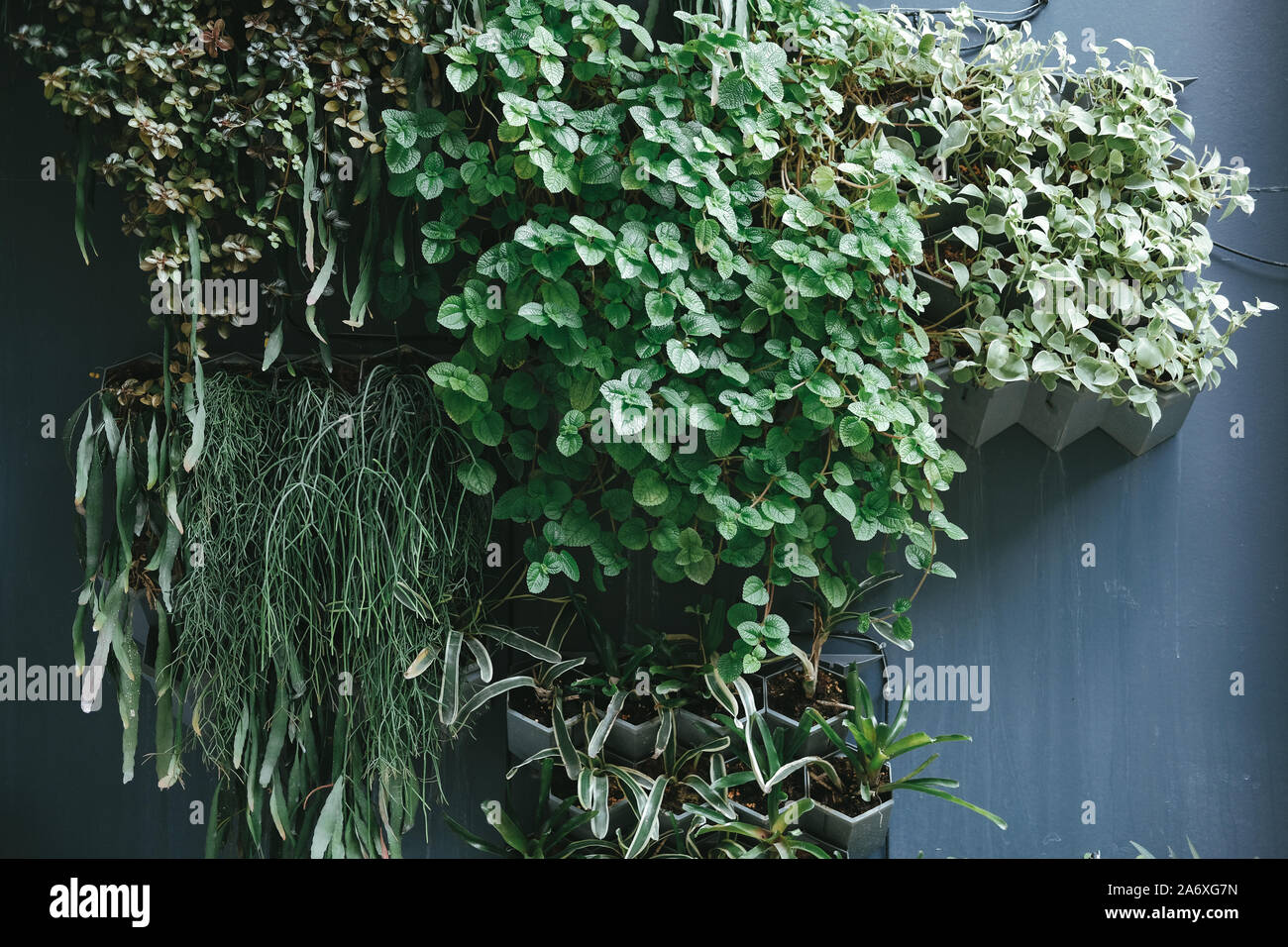 plant growing vertically in vertical garden. vegetable planted in small ...