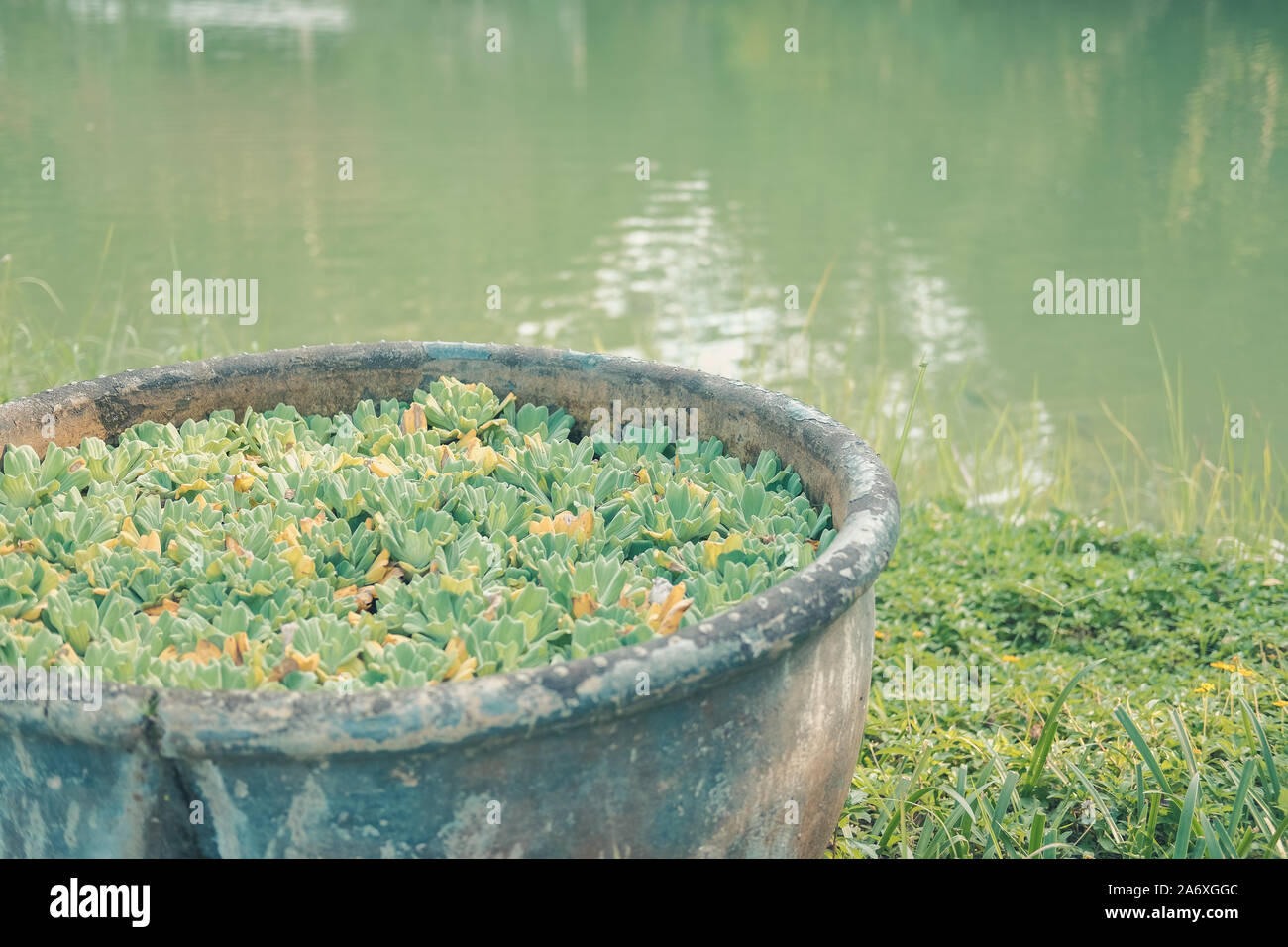 water lettuce aquatic plant floating on water. Pistia Stratiotes Stock ...