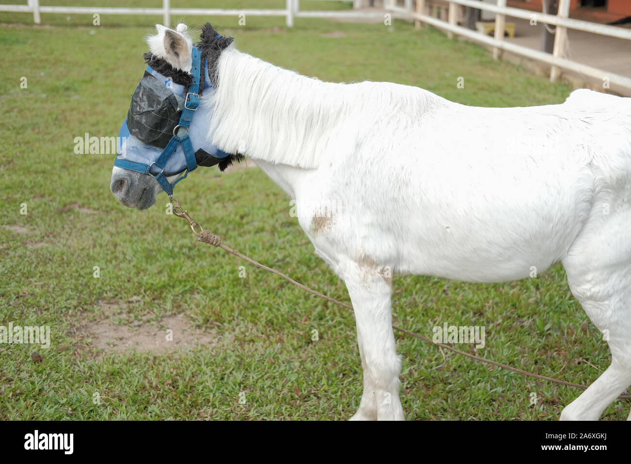 white pony horse with injured blind eyes standing in farmland Stock ...