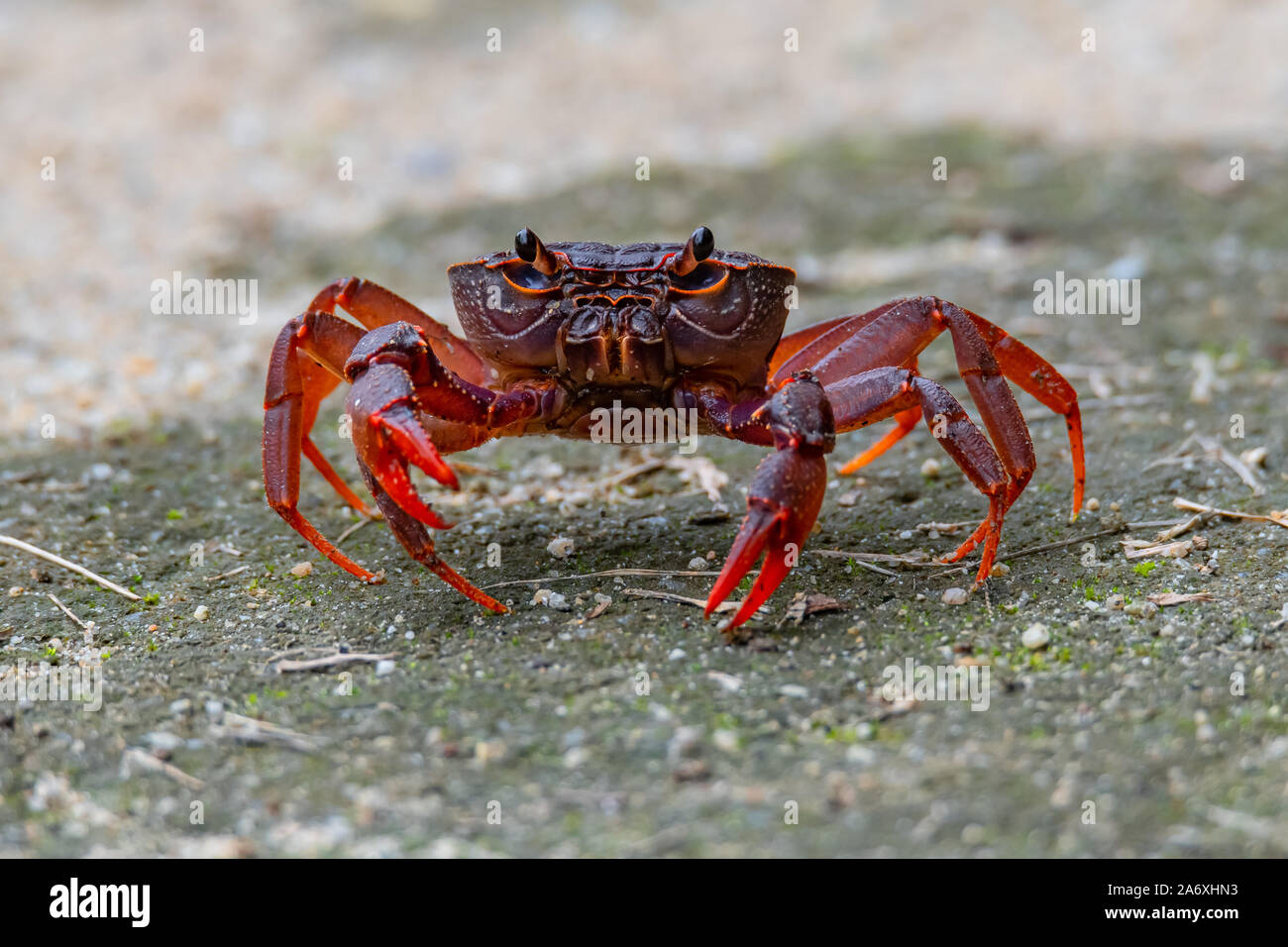 Close-up of Red Land Crab in alert pose when camera getting close to it ...