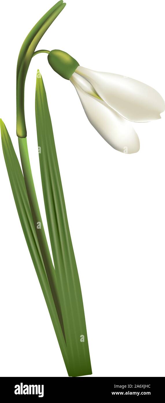 First spring bud Stock Vector Images - Alamy