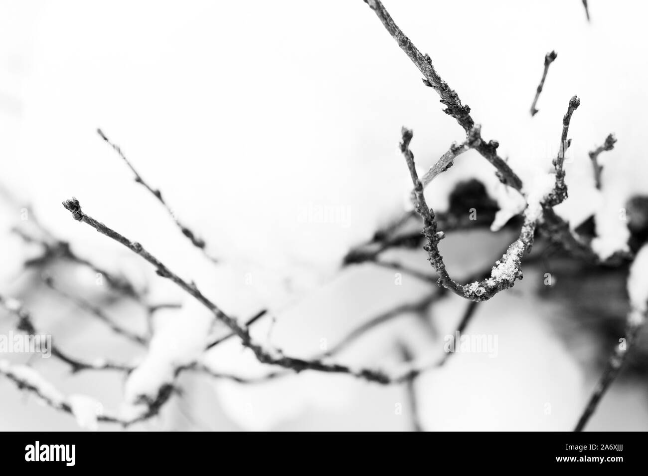 Branches of trees covered with snow in the winter garden. Natural ...