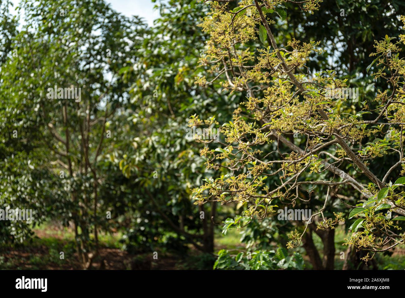 Avocado flowers on its tree in the farming garden Stock Photo - Alamy