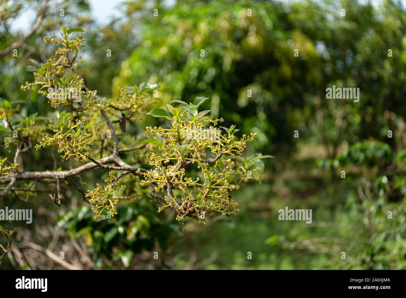 Avocado flowers on its tree in the farming garden Stock Photo - Alamy
