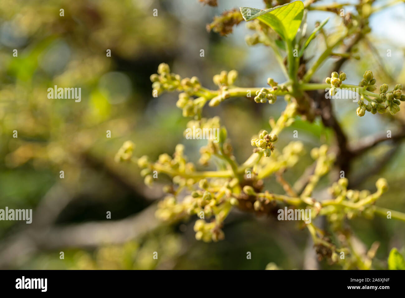 Avocado flowers on its tree in the farming garden Stock Photo - Alamy