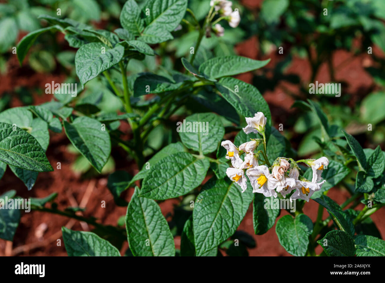Potato plants with white and yellow flowers in a large field Stock ...