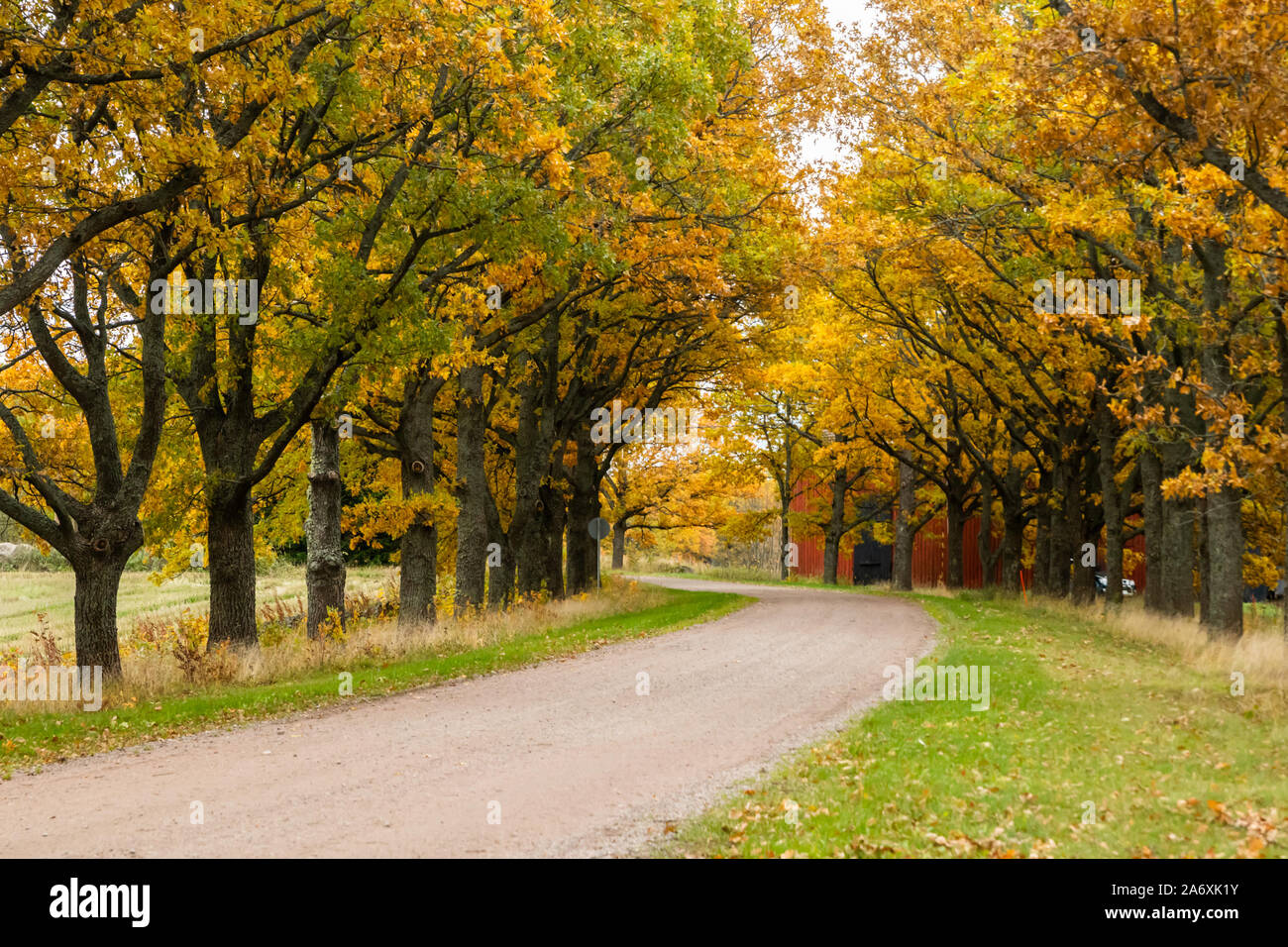 View of road with oak trees alley at autumn Stock Photo - Alamy