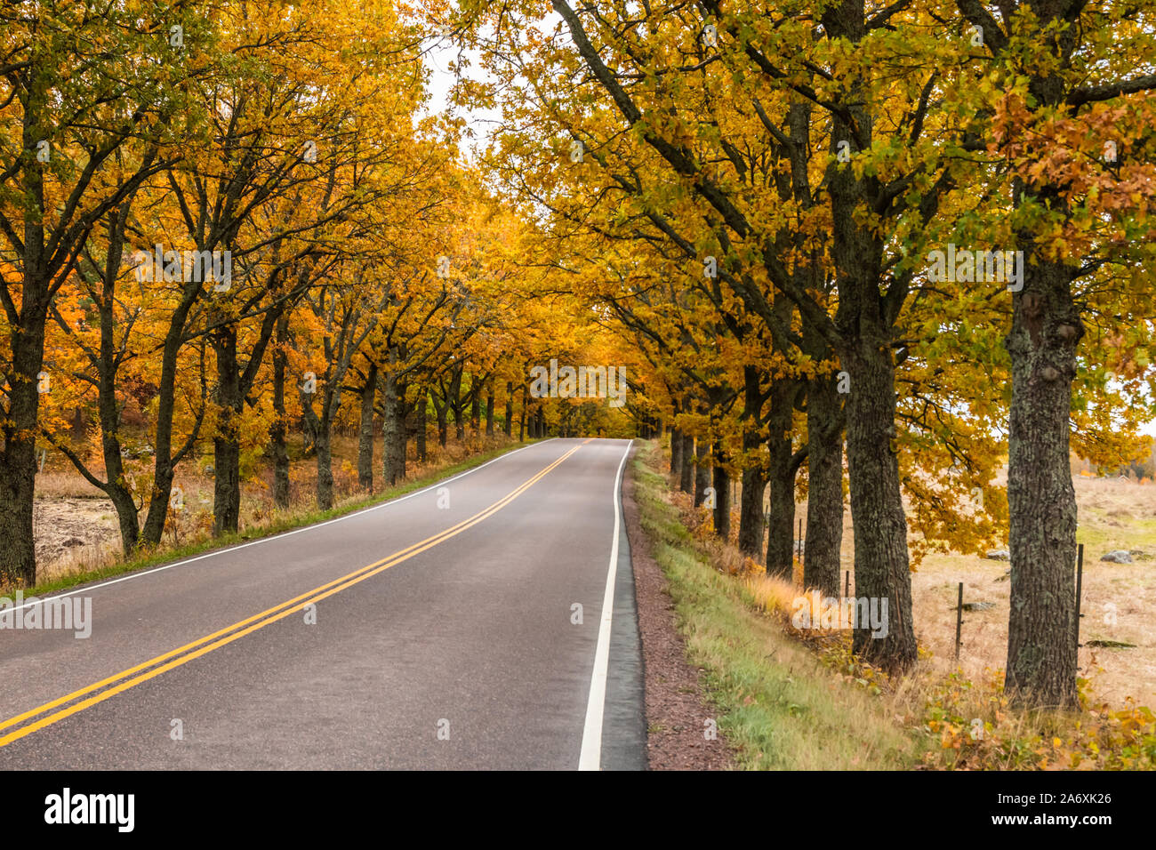 View of road with oak trees alley at autumn Stock Photo - Alamy