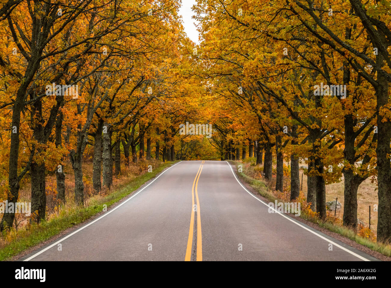 View of road with oak trees alley at autumn Stock Photo - Alamy