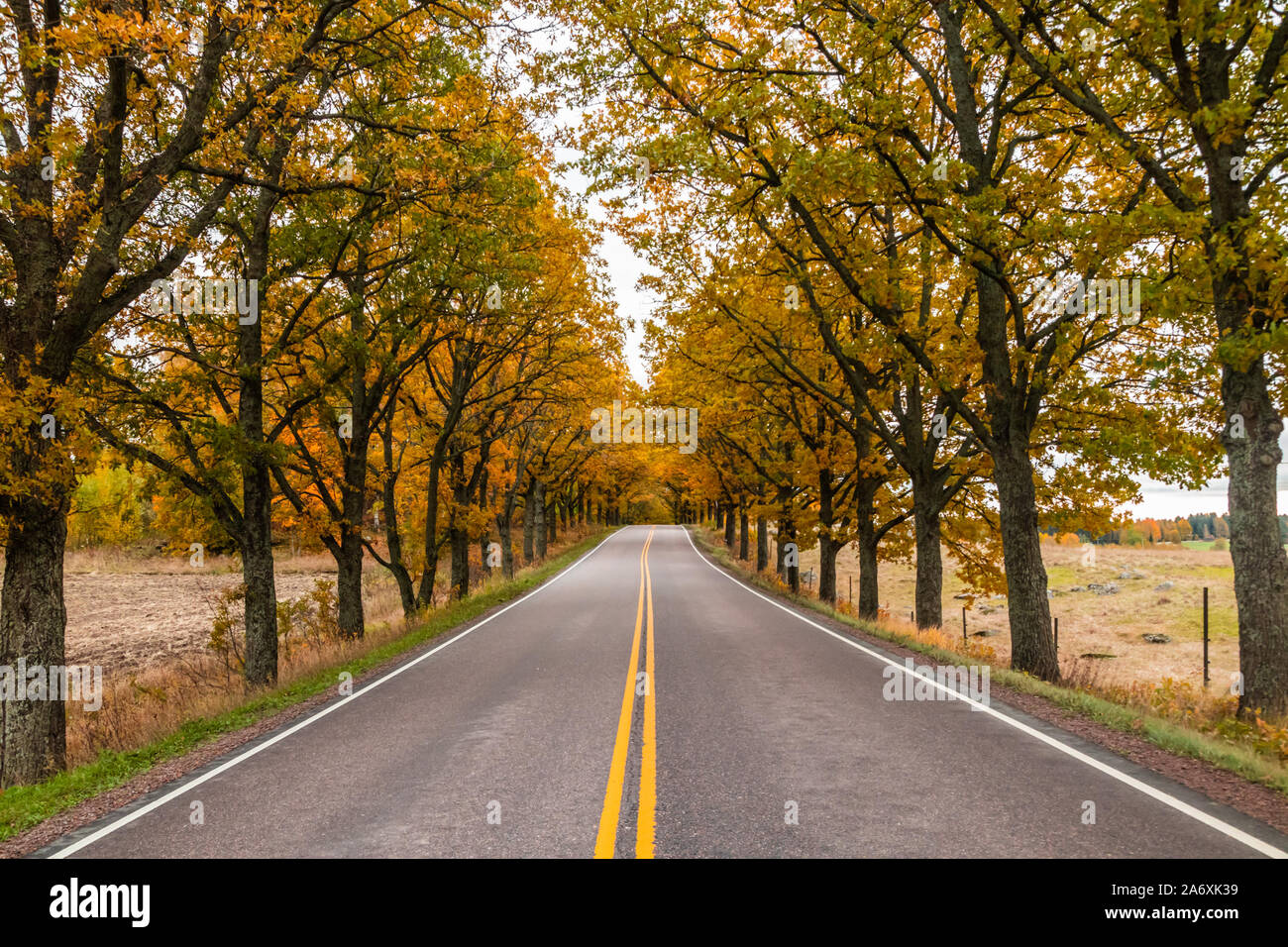 View of road with oak trees alley at autumn Stock Photo - Alamy