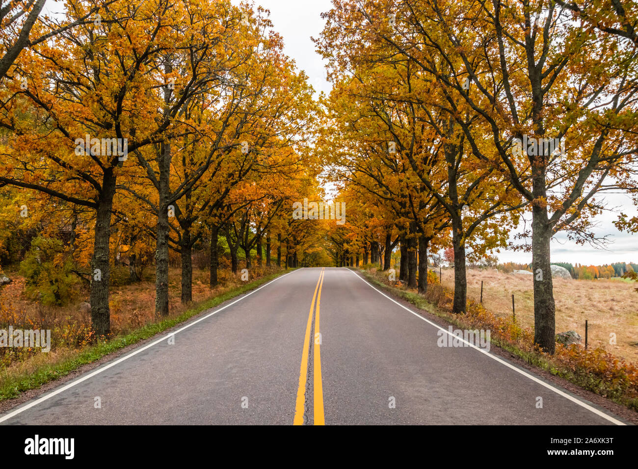 View of road with oak trees alley at autumn Stock Photo - Alamy