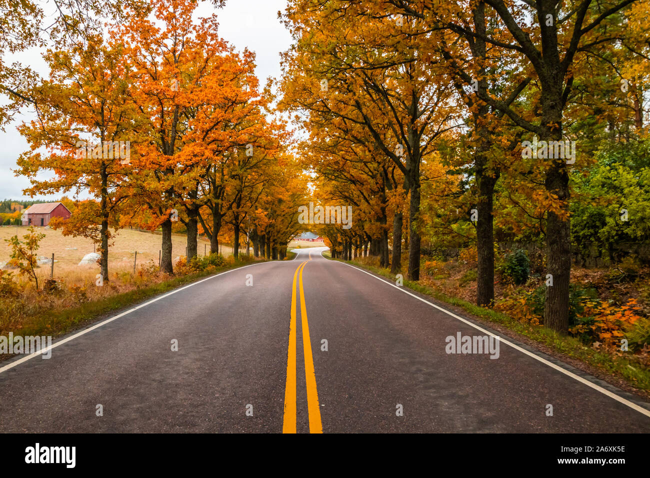 View of road with oak trees alley at autumn Stock Photo - Alamy