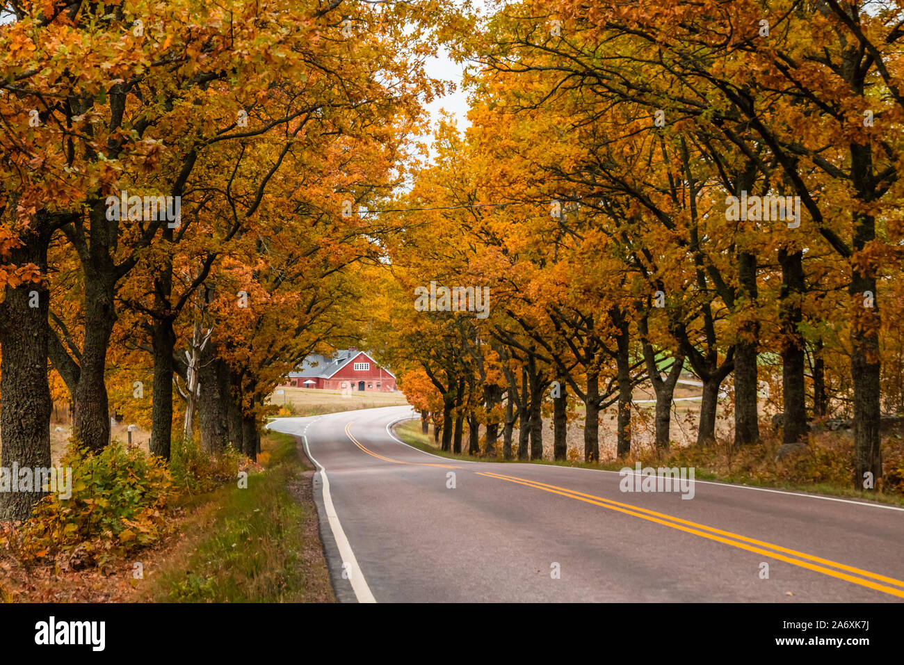 View of road with oak trees alley at autumn Stock Photo - Alamy