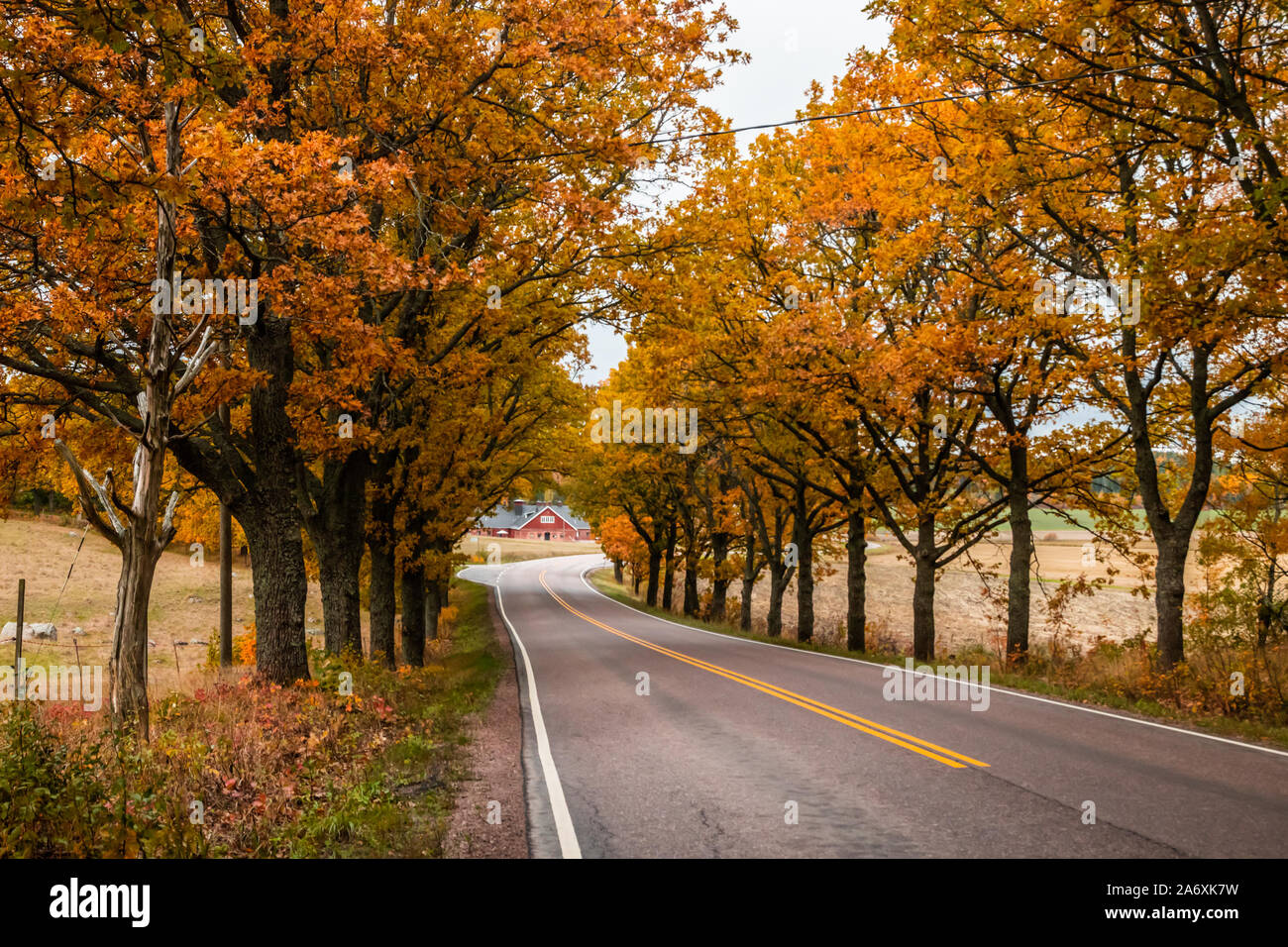 View of road with oak trees alley at autumn Stock Photo - Alamy