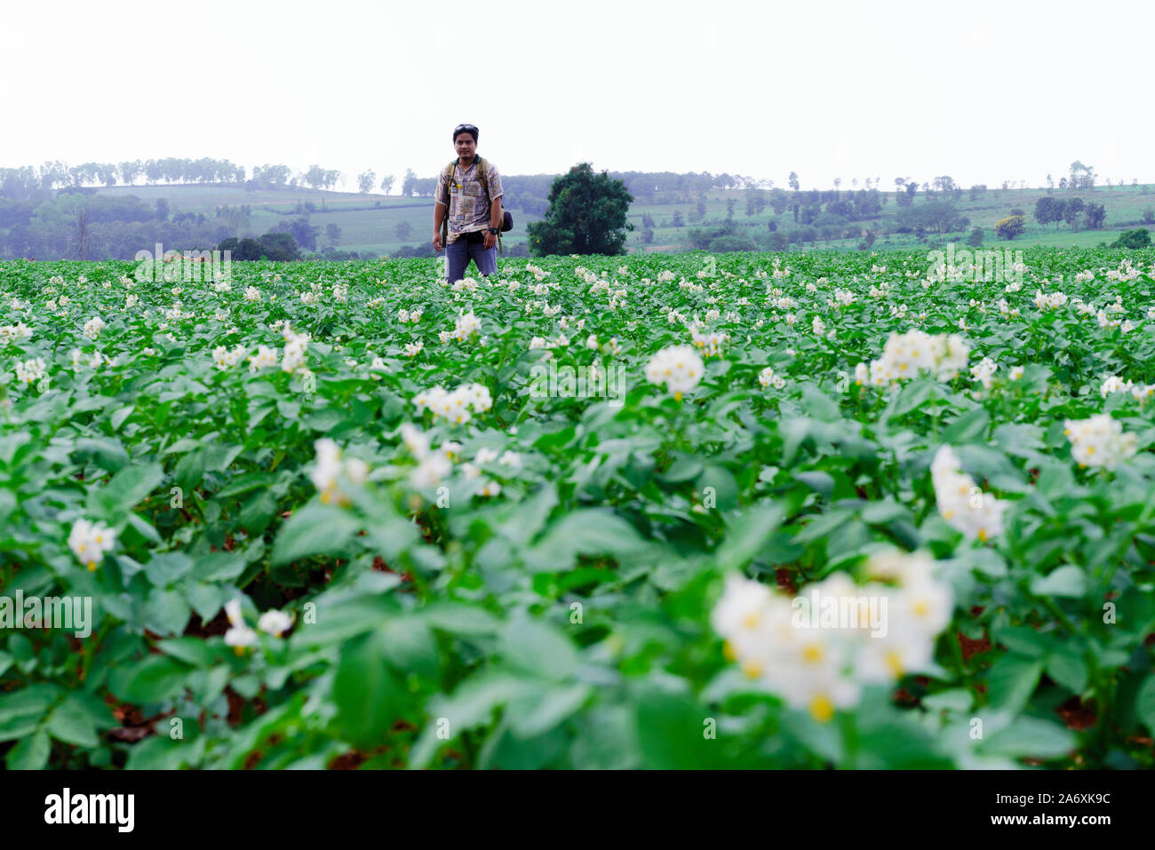 Travel to see a potato plantation that is blooming Stock Photo - Alamy