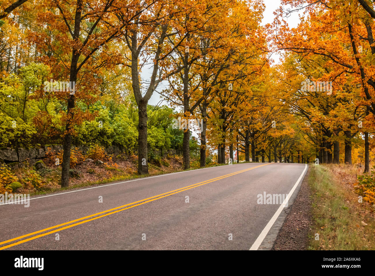 View of road with oak trees alley at autumn Stock Photo - Alamy