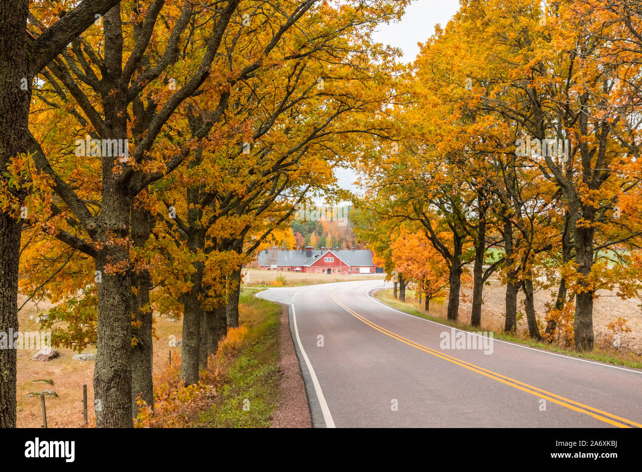 View of road with oak trees alley at autumn Stock Photo - Alamy