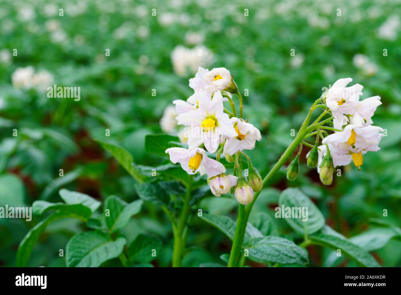Potato plants with white and yellow flowers in a large field Stock ...