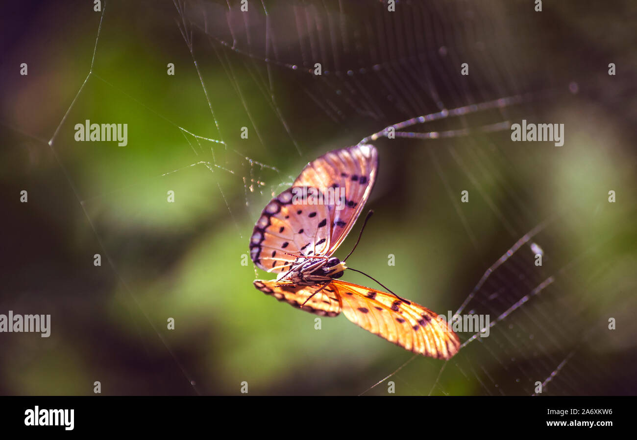 Vintage color butterfly on Spider web Stock Photo - Alamy