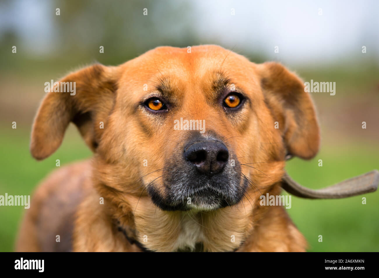 A mongrel dog on a walk on a sunny day Stock Photo - Alamy