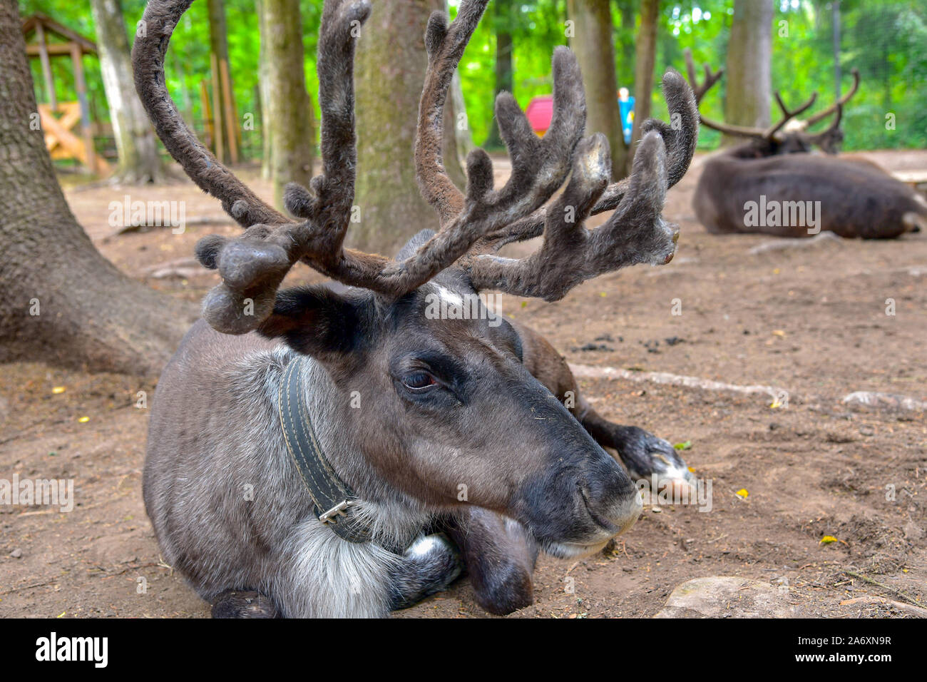 several reindeer lie behind each other. selective Focus Stock Photo - Alamy