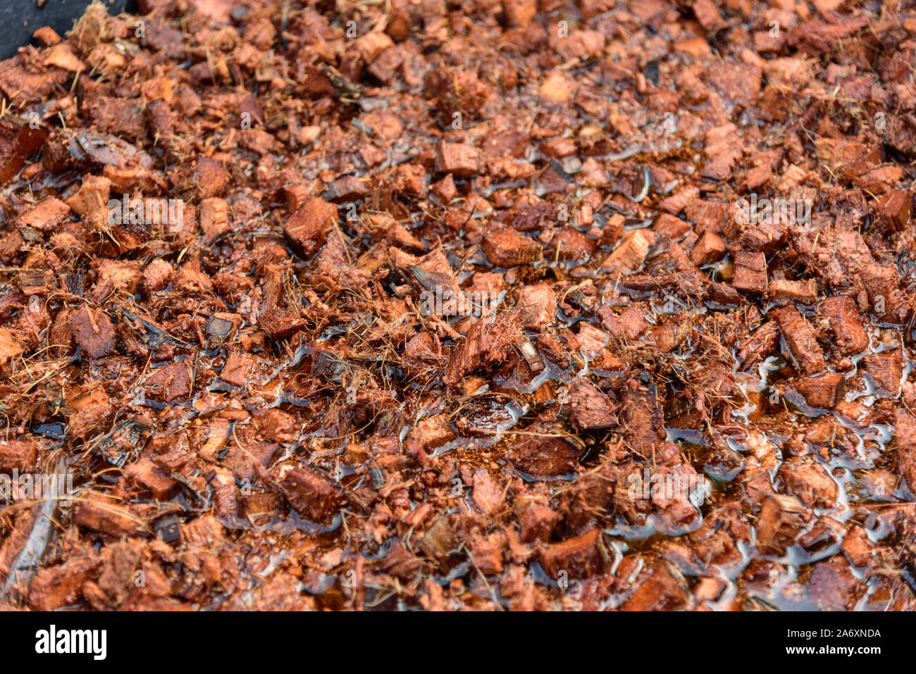 soak the coconut peel in water for Dilute tannic acid before plant ...