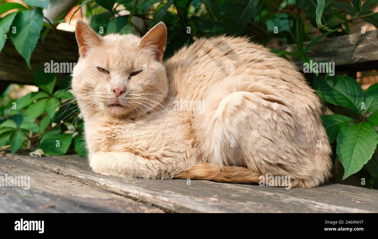 Tired cat hi-res stock photography and images - Alamy