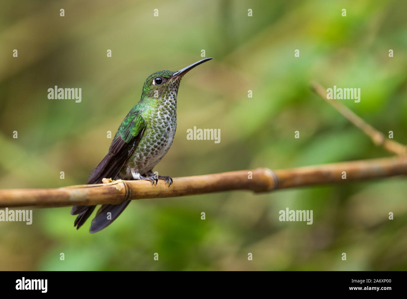 Many-spotted Hummingbird - Leucippus hypostictus, green spotted ...