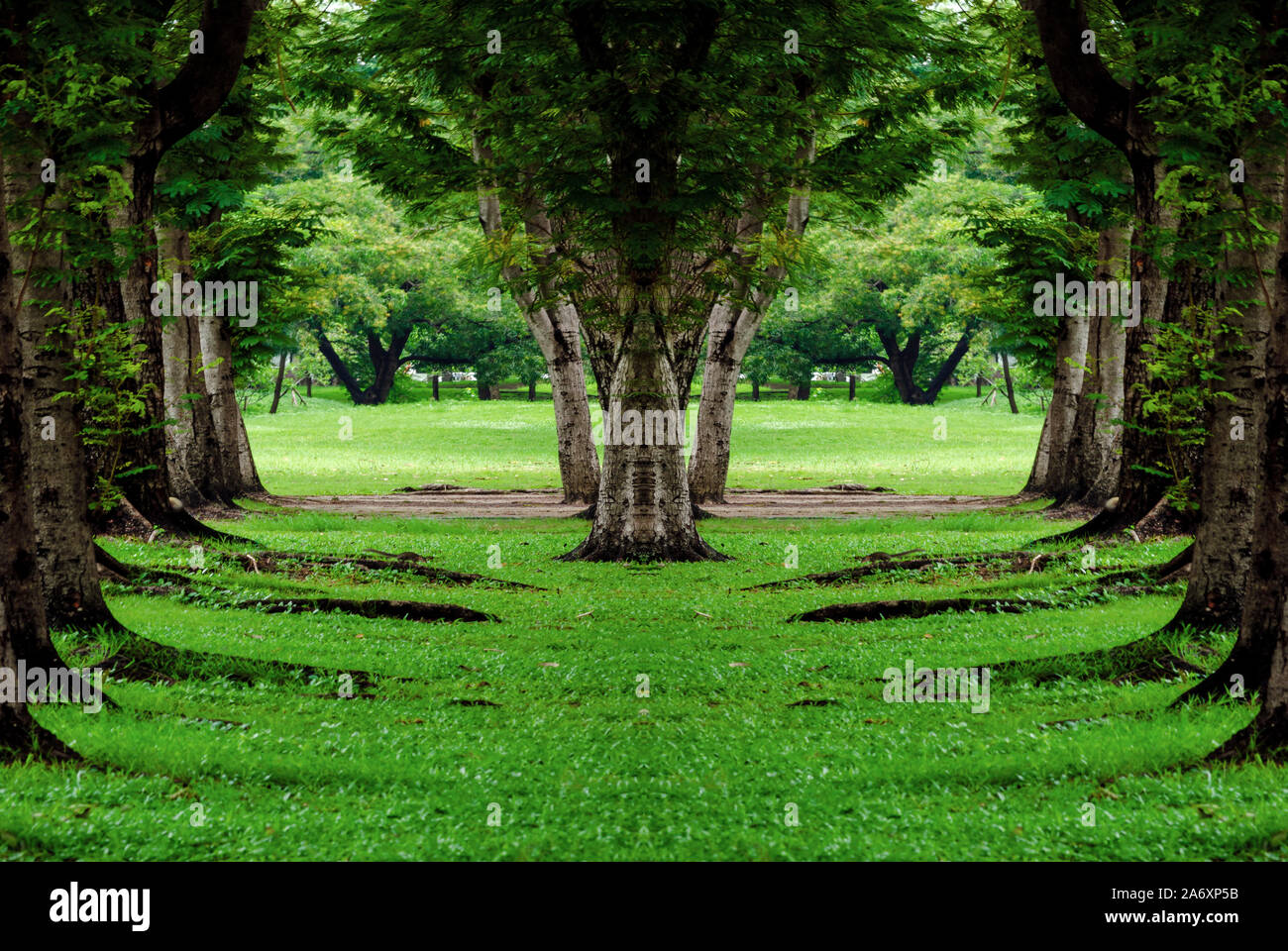 Green tree arch beautiful morning light in public park with green grass ...