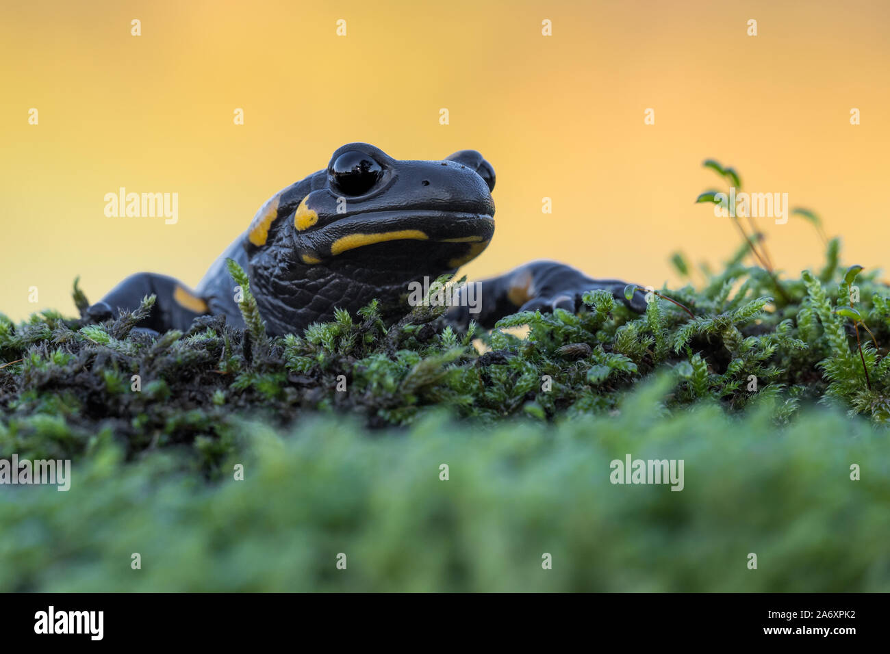 Red fire salamander hi-res stock photography and images - Alamy
