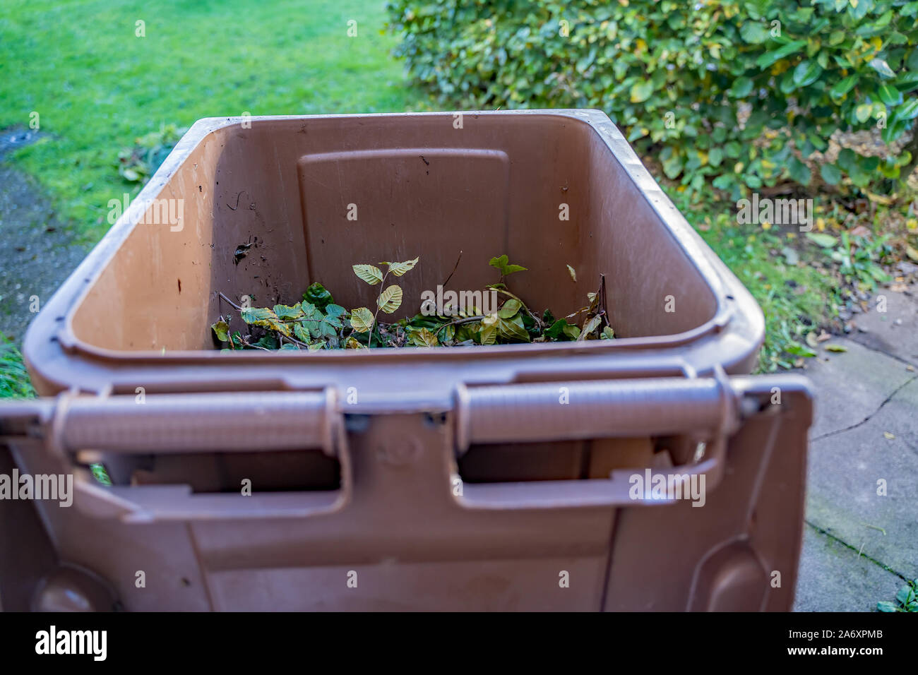 Selective close up focus of a brown gardening bin full of hornbeam ...