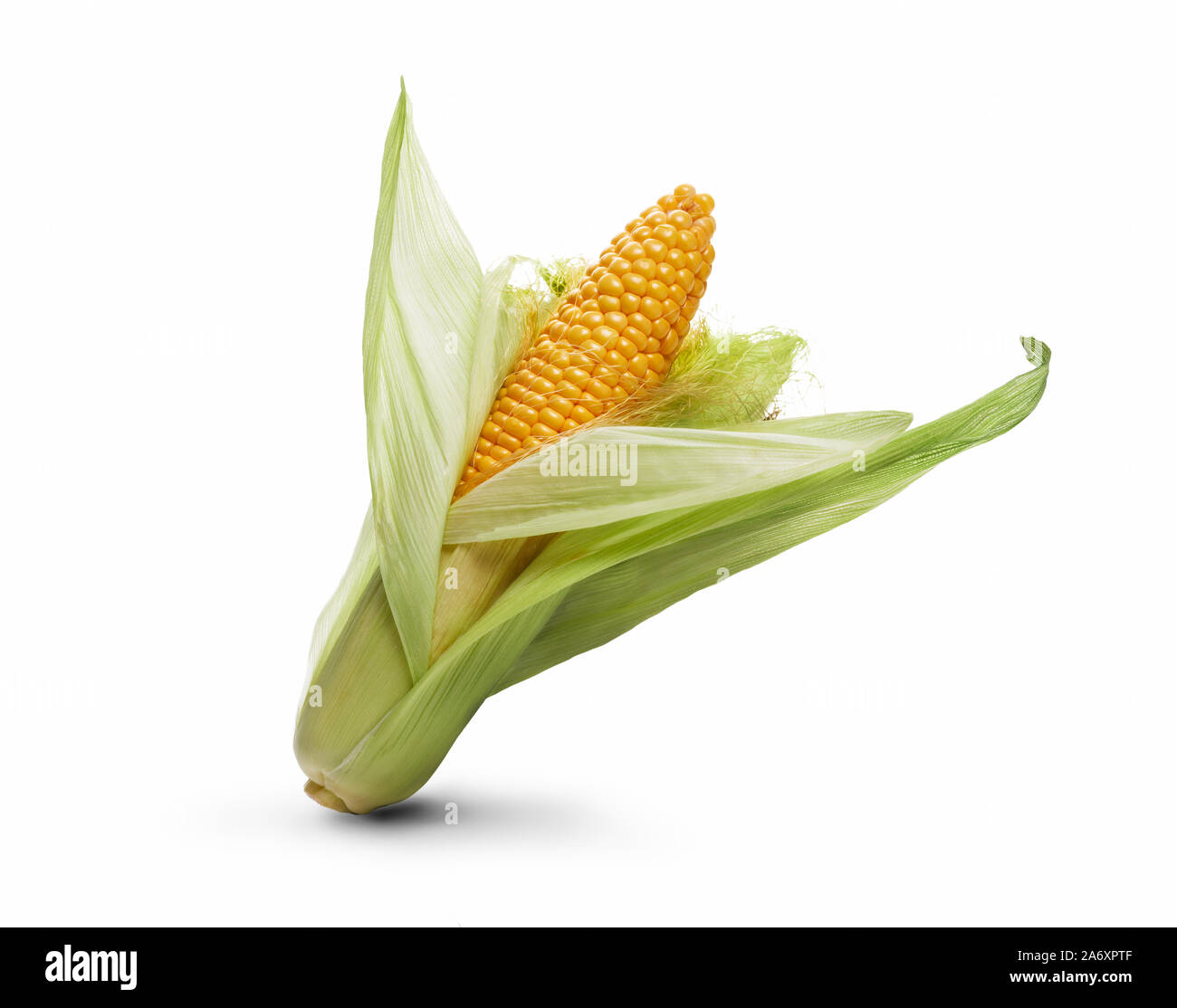 Golden ripe open corn on the cob, corncob, isolated against a white ...