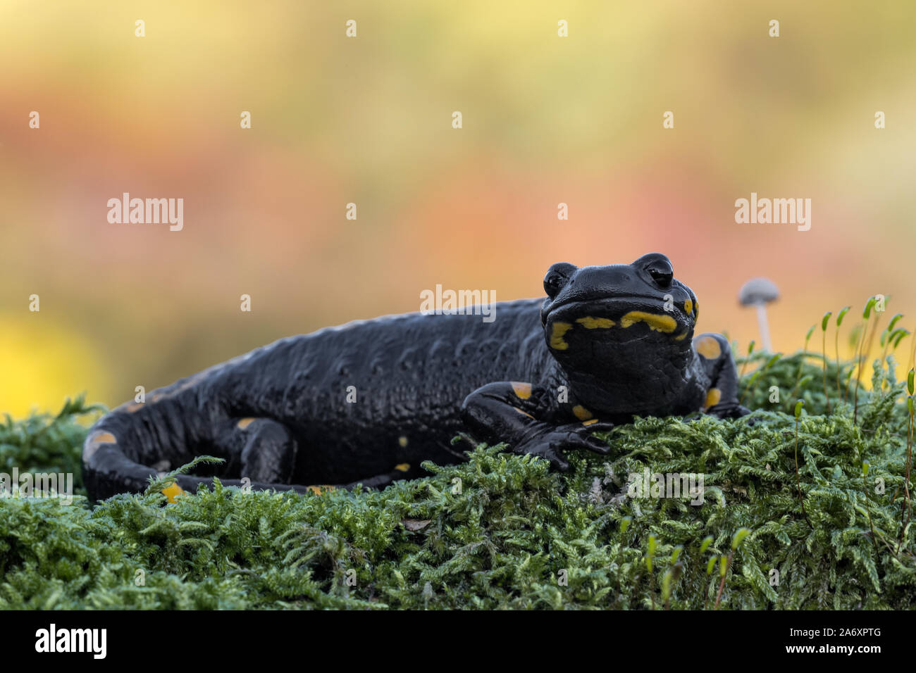 Fire salamander salamandra salamandra red hi-res stock photography and ...