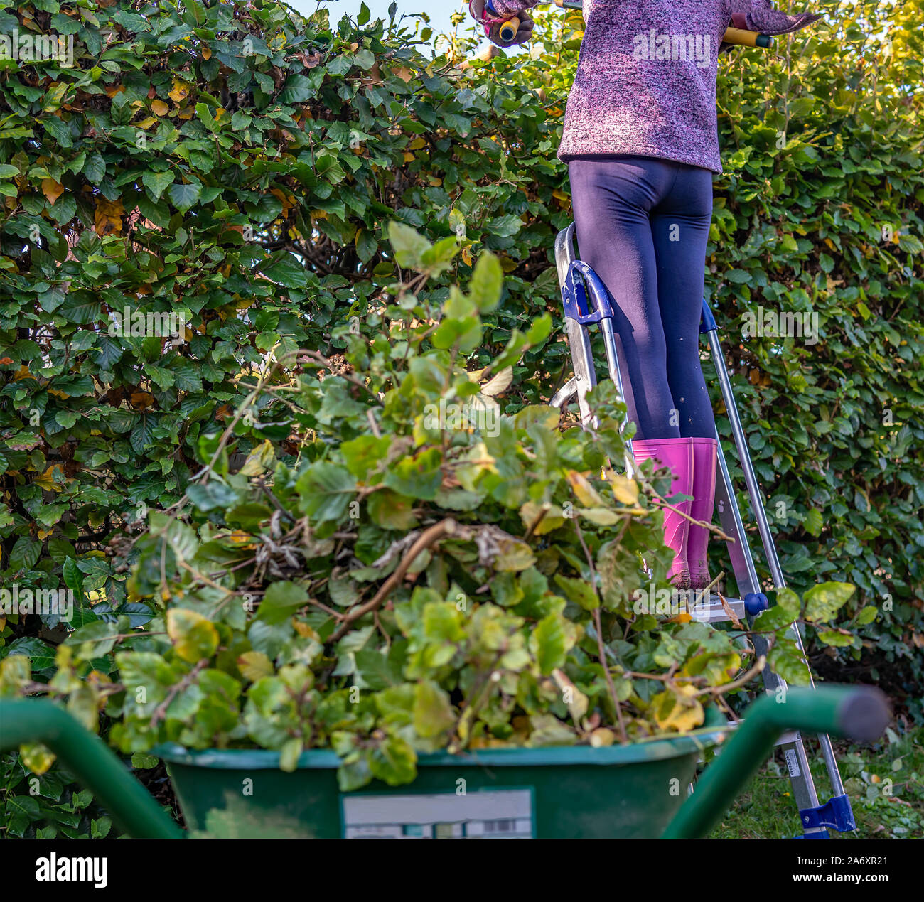 Hedge trimming ladder hi-res stock photography and images - Alamy