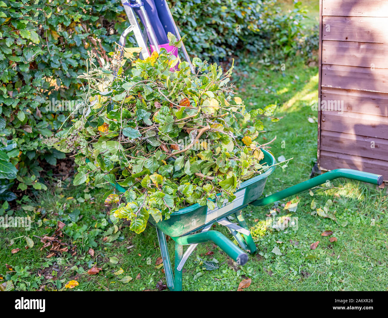Female Cutting Hedges High Resolution Stock Photography and Images - Alamy
